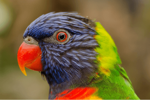 Human Intelligence vs. Animal Intelligence