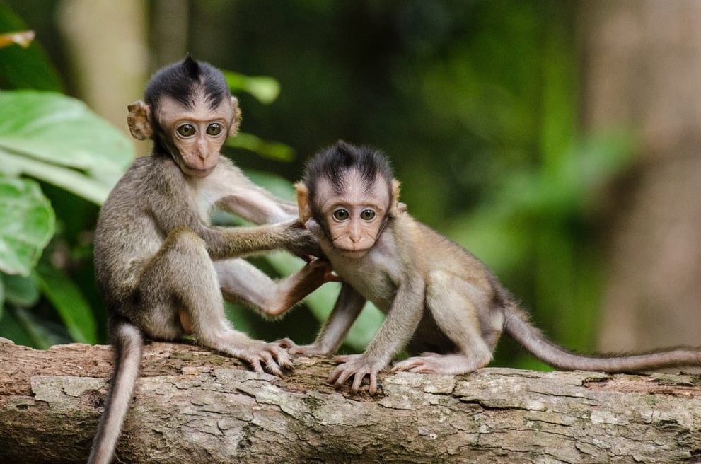 Scientists Successfully Clone Monkeys, Vatican Speaks Out