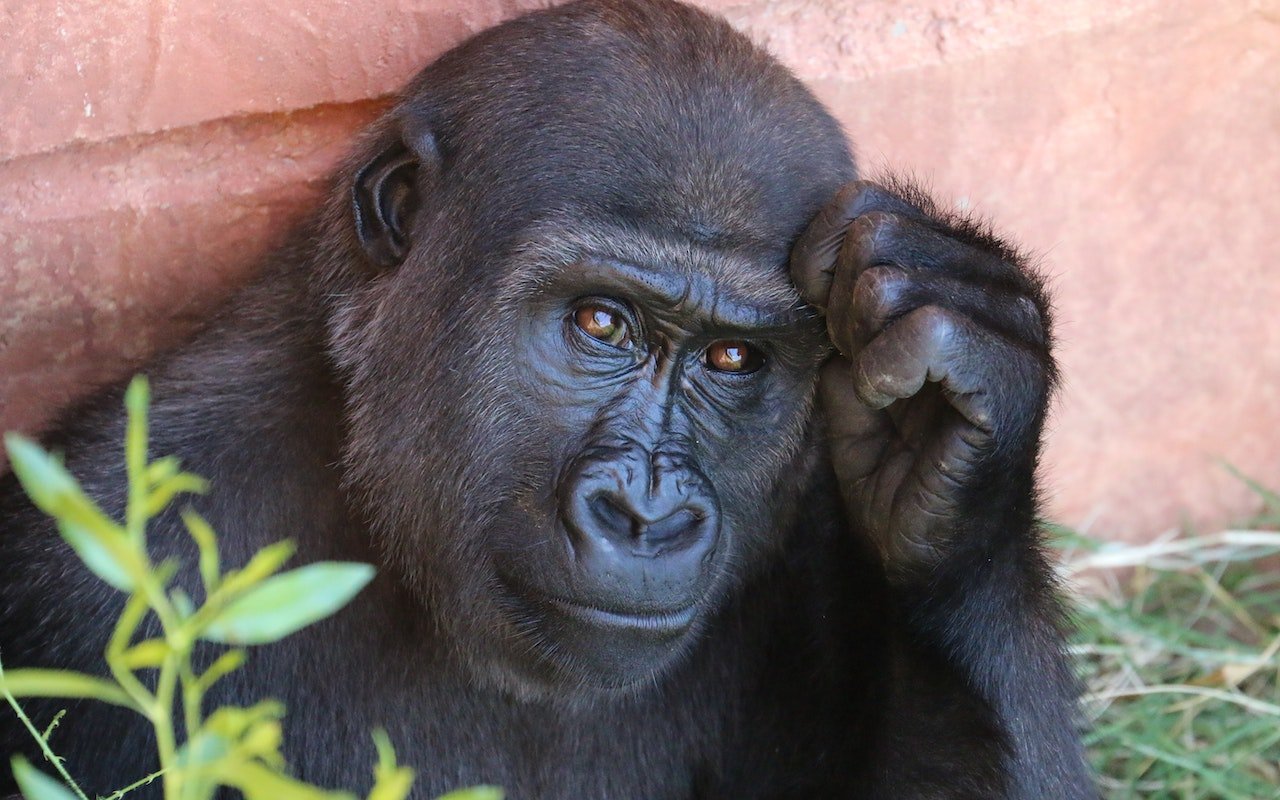 Human vs. Animal Intelligence Through the Lens of Linguistic Abilities