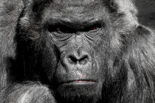 Human Intelligence vs. Animal Intelligence