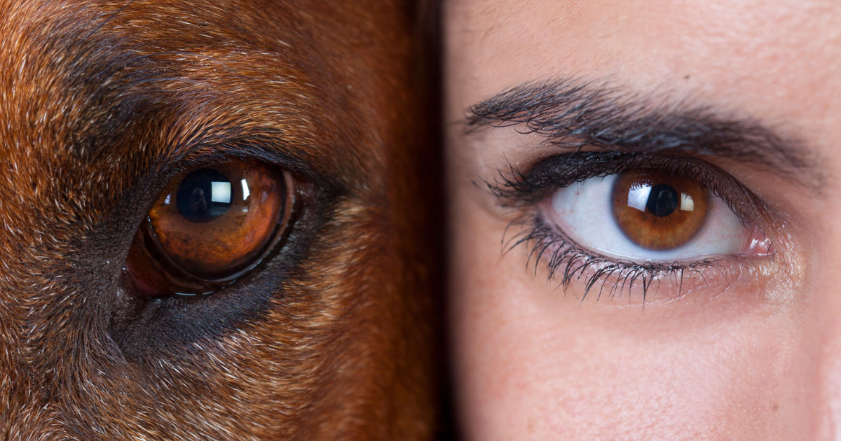 What Makes Humans Different From Other Animals? [VIDEO]