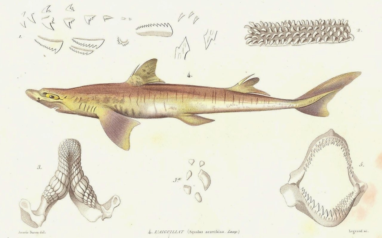 Theory Of Evolution Animals