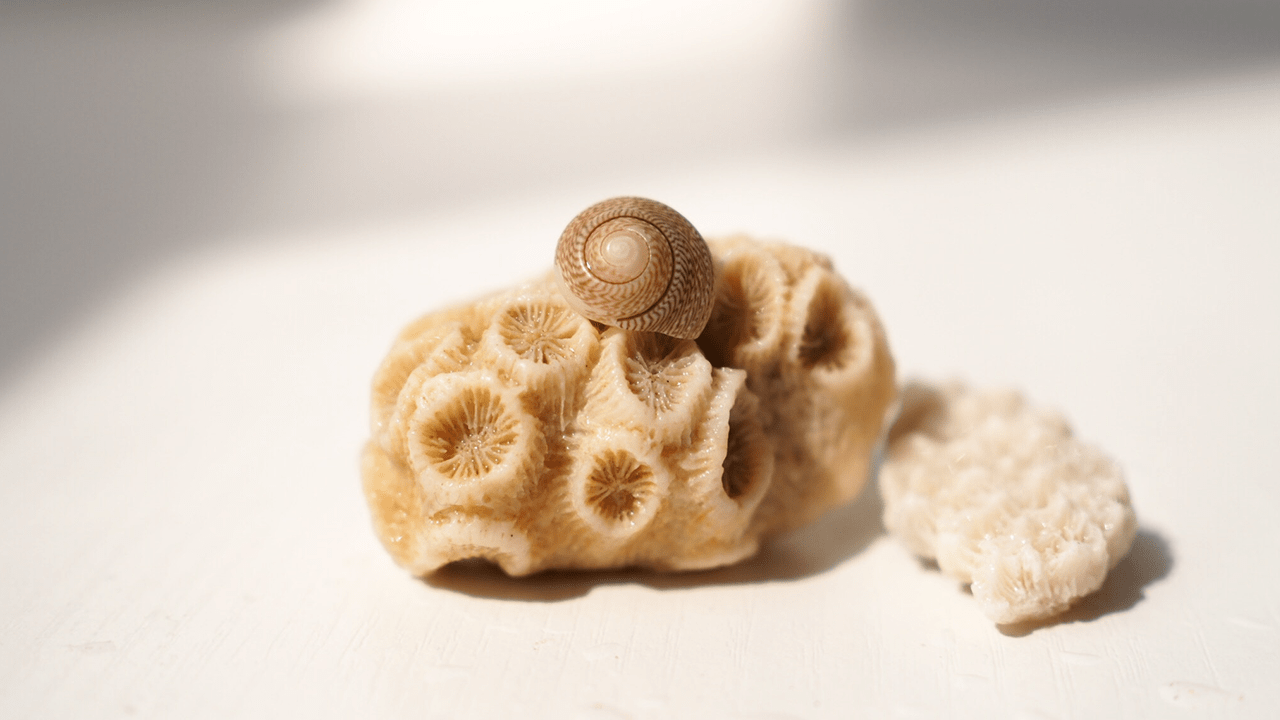 DNA: A New Kind of Fossil Record